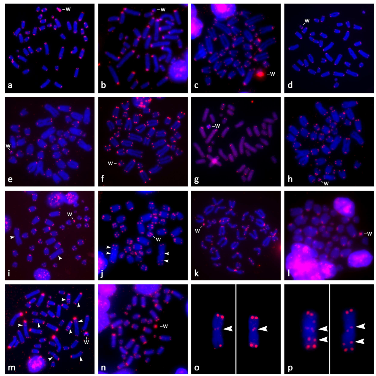 Evolutionary Variability of W-Linked Repetitive Content in Lacertid Lizards