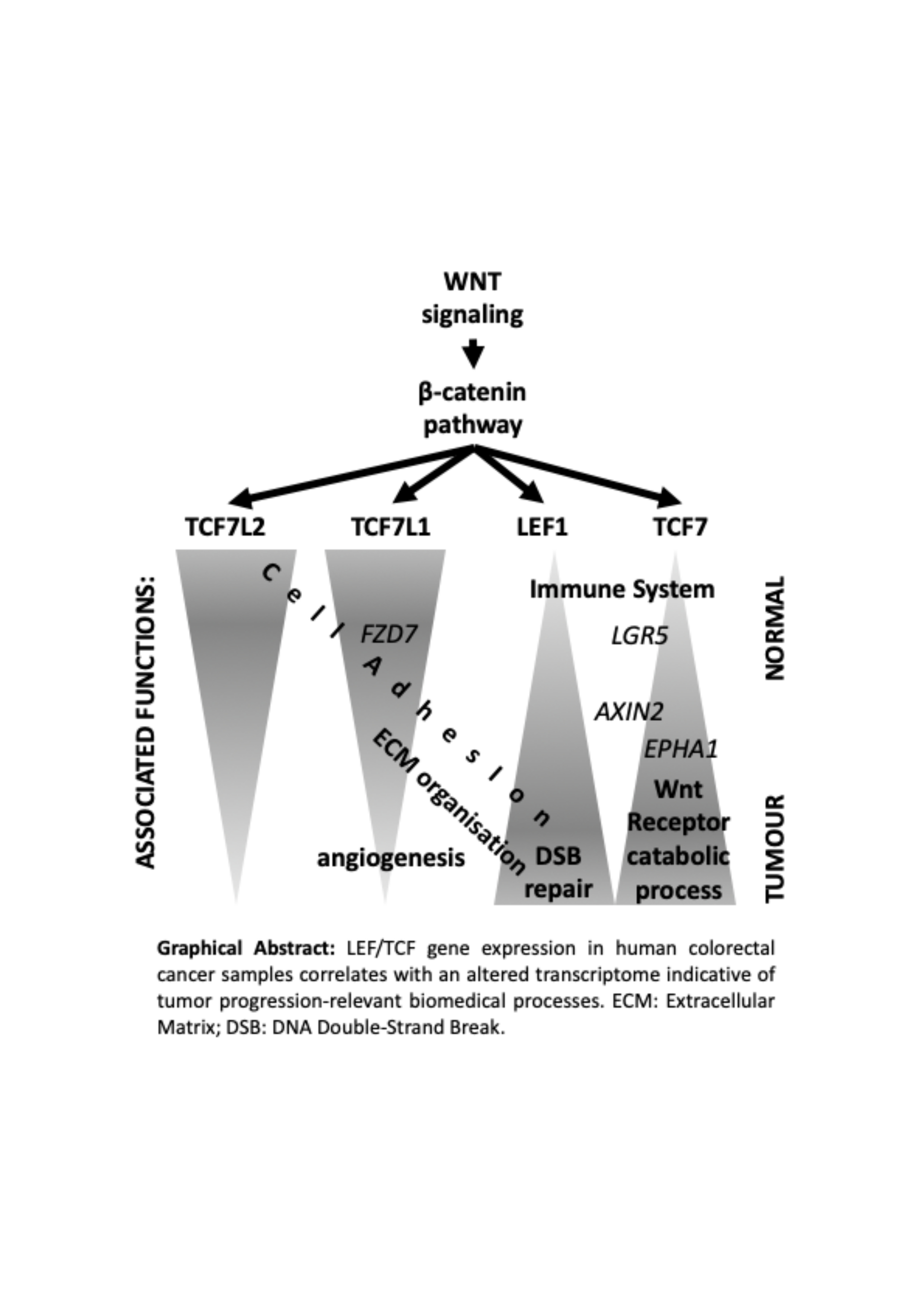 Genes | Free Full-Text | Diverse LEF/TCF Expression in Human Colorectal ...