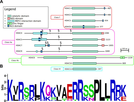 Histone Deacetylases (HDACs): Evolution, Specificity, Role in ...
