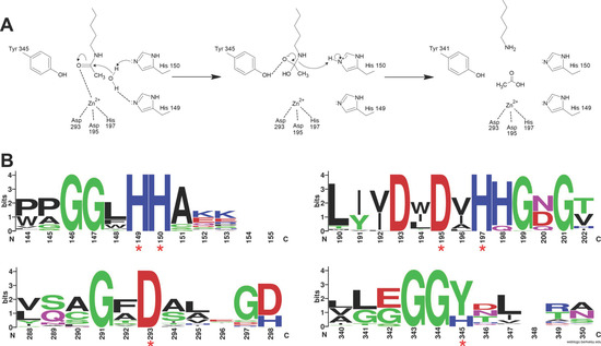 Histone Deacetylases (HDACs): Evolution, Specificity, Role in ...