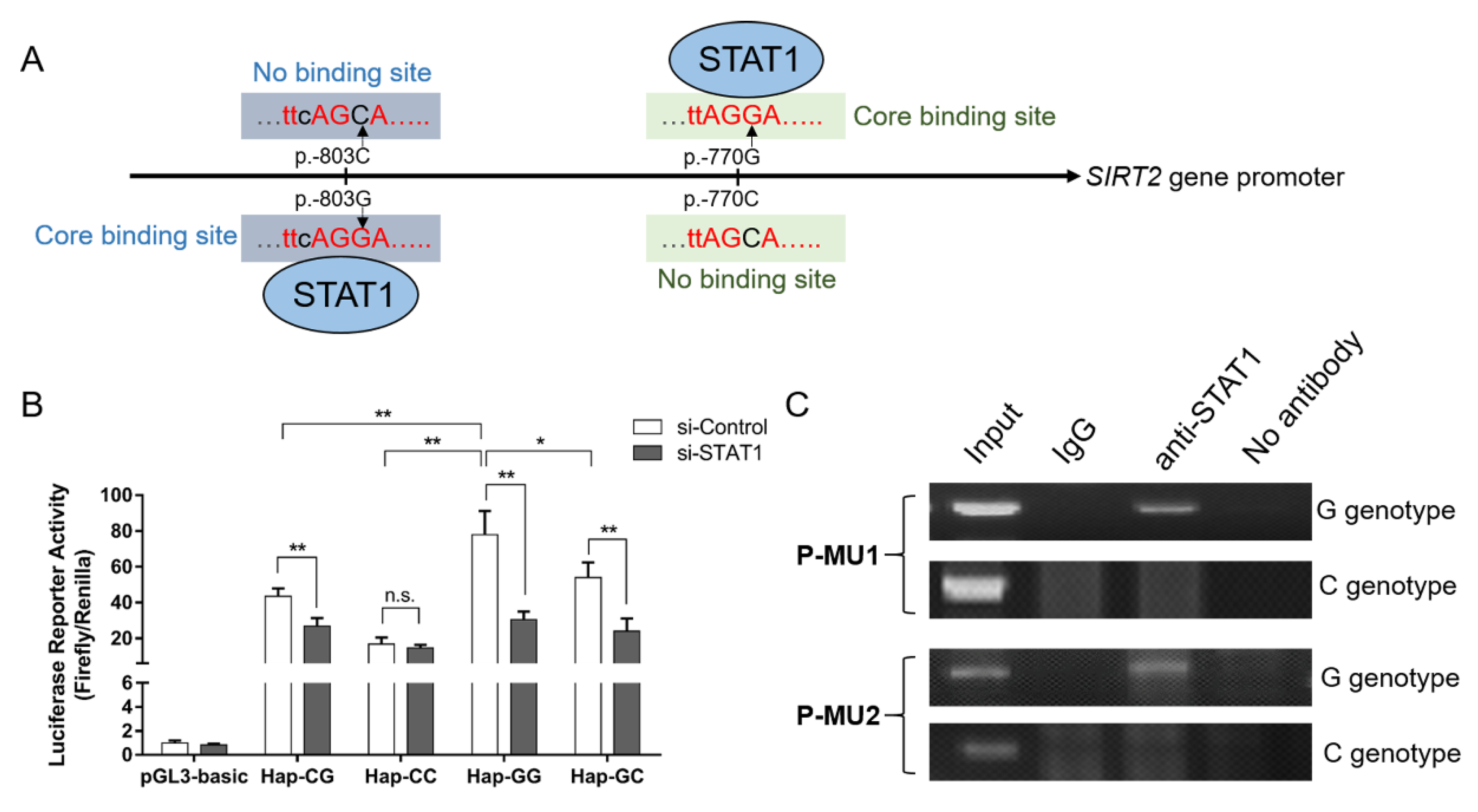 Haplotypes of the Mutated SIRT2 Promoter Contributing to Transcription ...