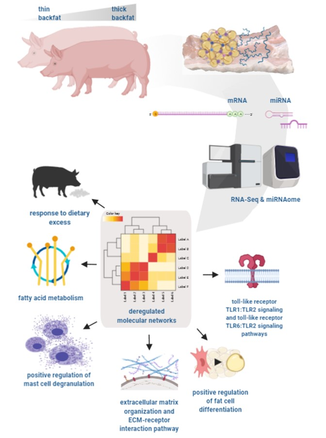 Genes | Free Full-Text | Identification of Molecular Mechanisms Related ...