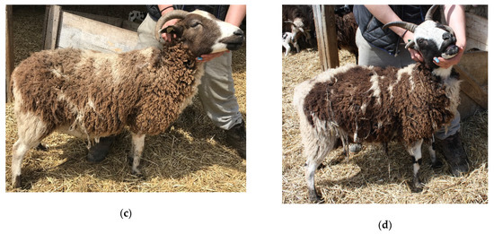 A Stop-Gain Mutation within MLPH Is Responsible for the Lilac Dilution ...