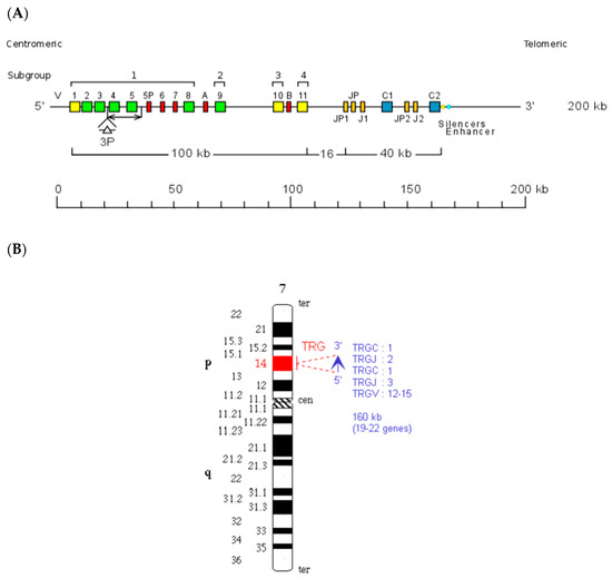 Evolution of the T-Cell Receptor (TR) Loci in the Adaptive Immune Response: The Tale of the TRG ...