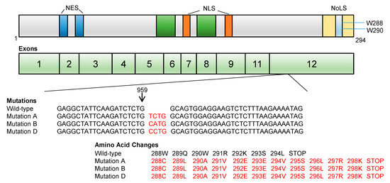 Genes | Free Full-Text | Nucleophosmin 1 Mutations in Acute Myeloid ...