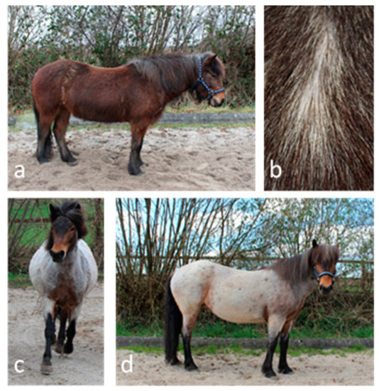 Coat Color Roan Shows Association with KIT Variants and No Evidence of ...