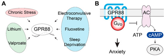 Orphan G Protein Coupled Receptors in Affective Disorders