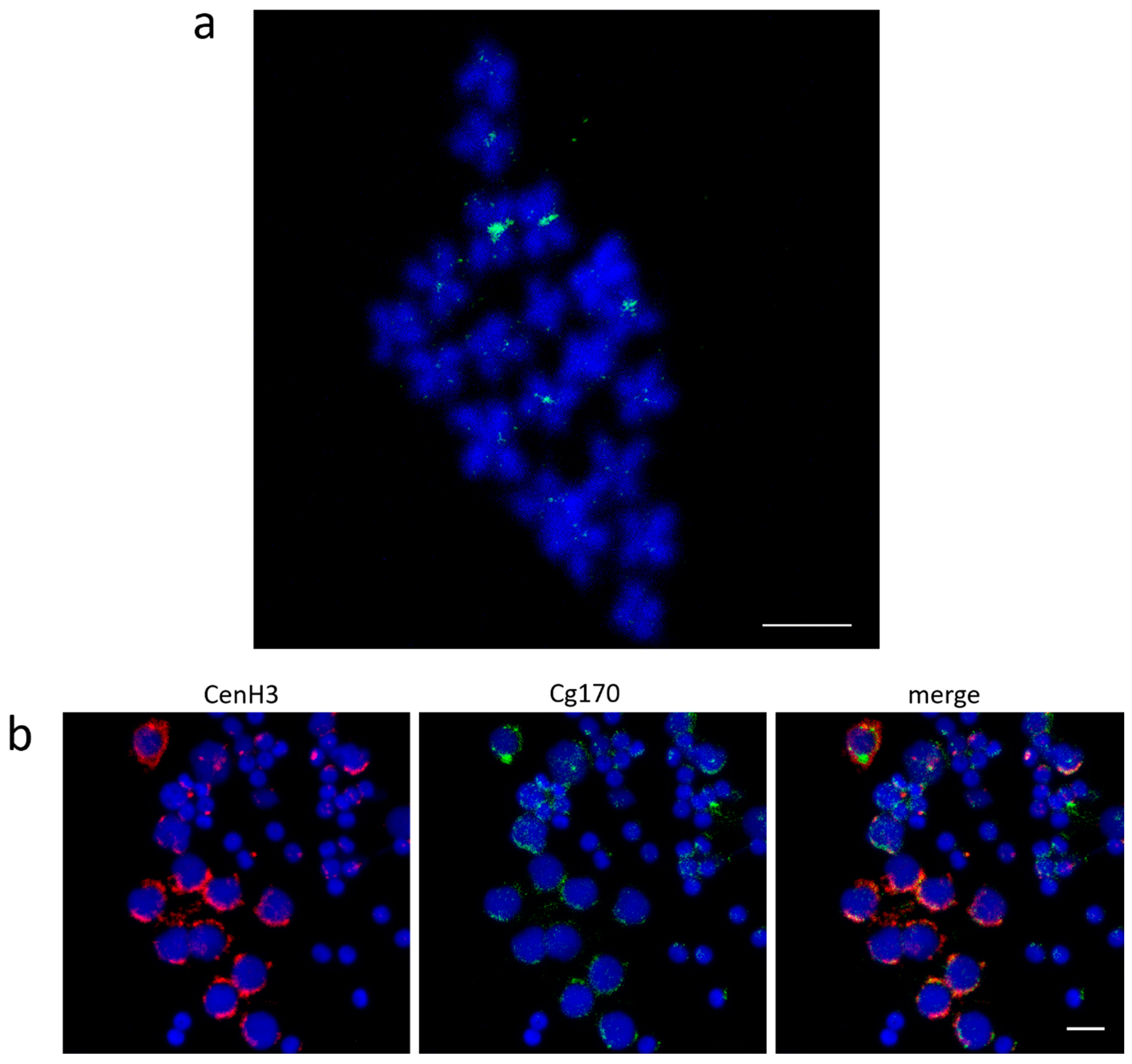Sequence Composition Underlying Centromeric and Heterochromatic Genome ...