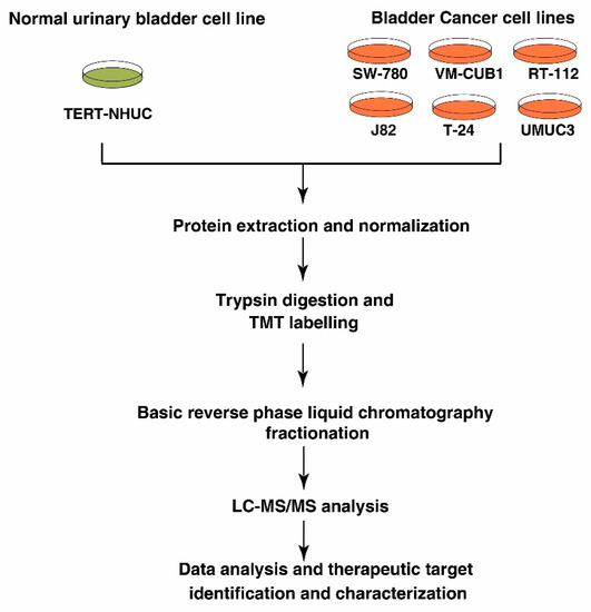 Quantitative Proteomics of Urinary Bladder Cancer Cell Lines Identify UAP1 as a Potential ...