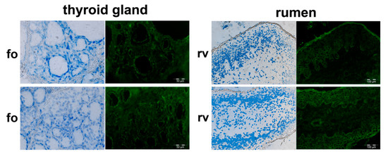 Indication of Premelanosome Protein (PMEL) Expression Outside of ...