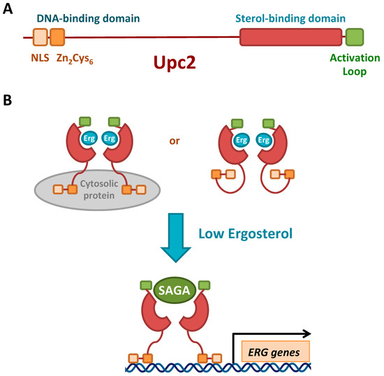 Regulation of Ergosterol Biosynthesis in Saccharomyces cerevisiae