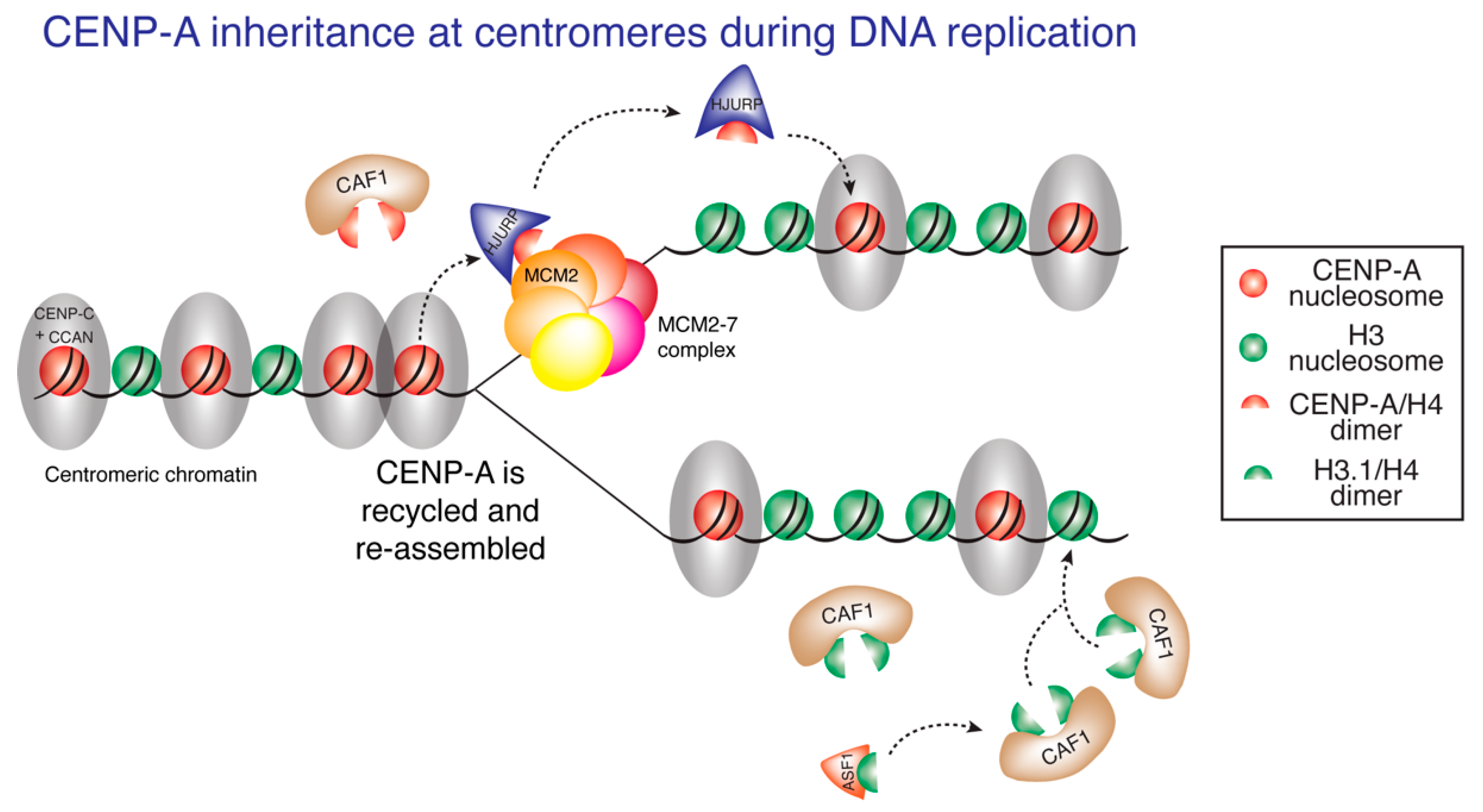 Genes | Free Full-Text | Guarding the Genome: CENP-A-Chromatin in ...