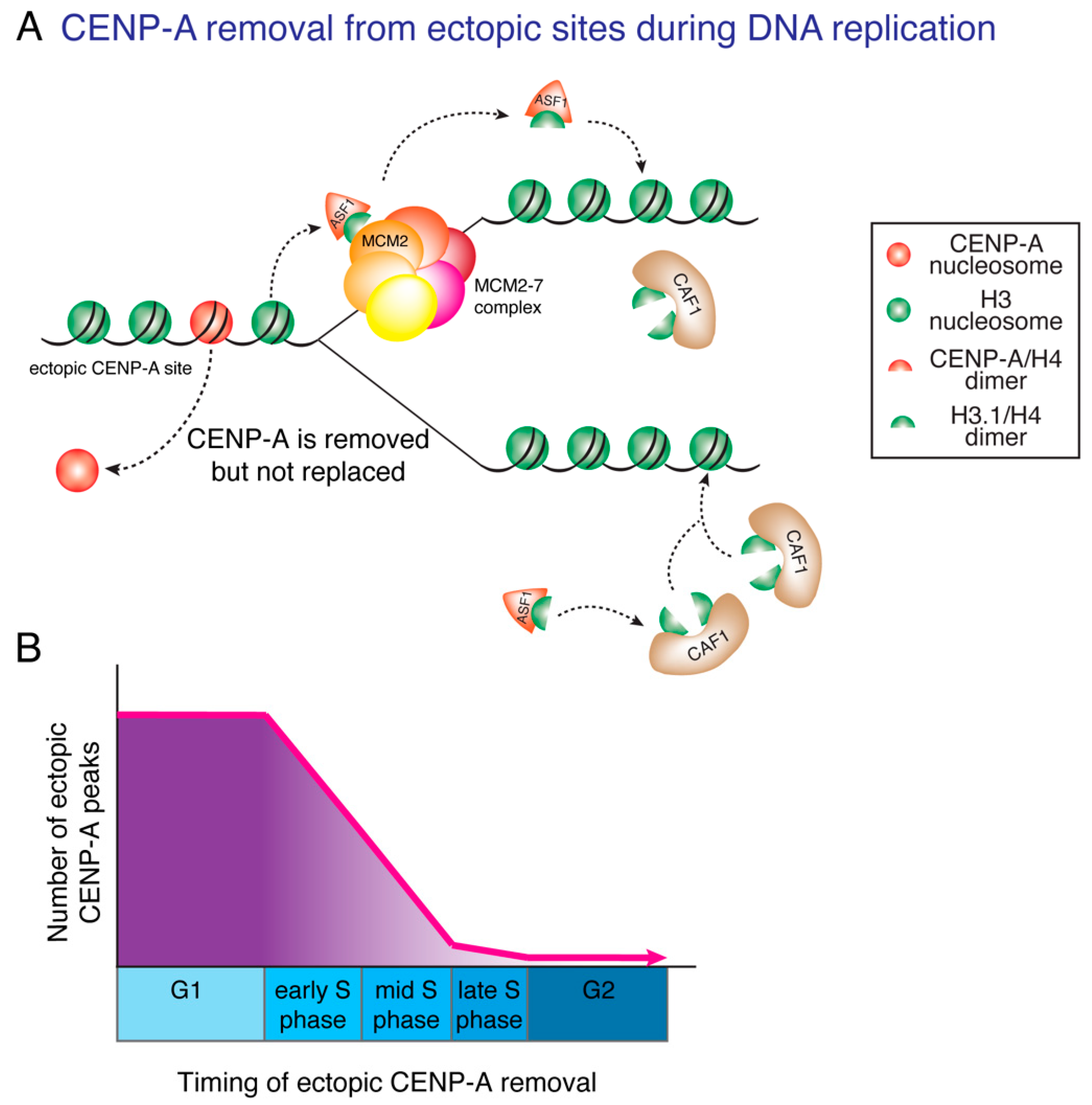 Genes | Free Full-Text | Guarding the Genome: CENP-A-Chromatin in ...