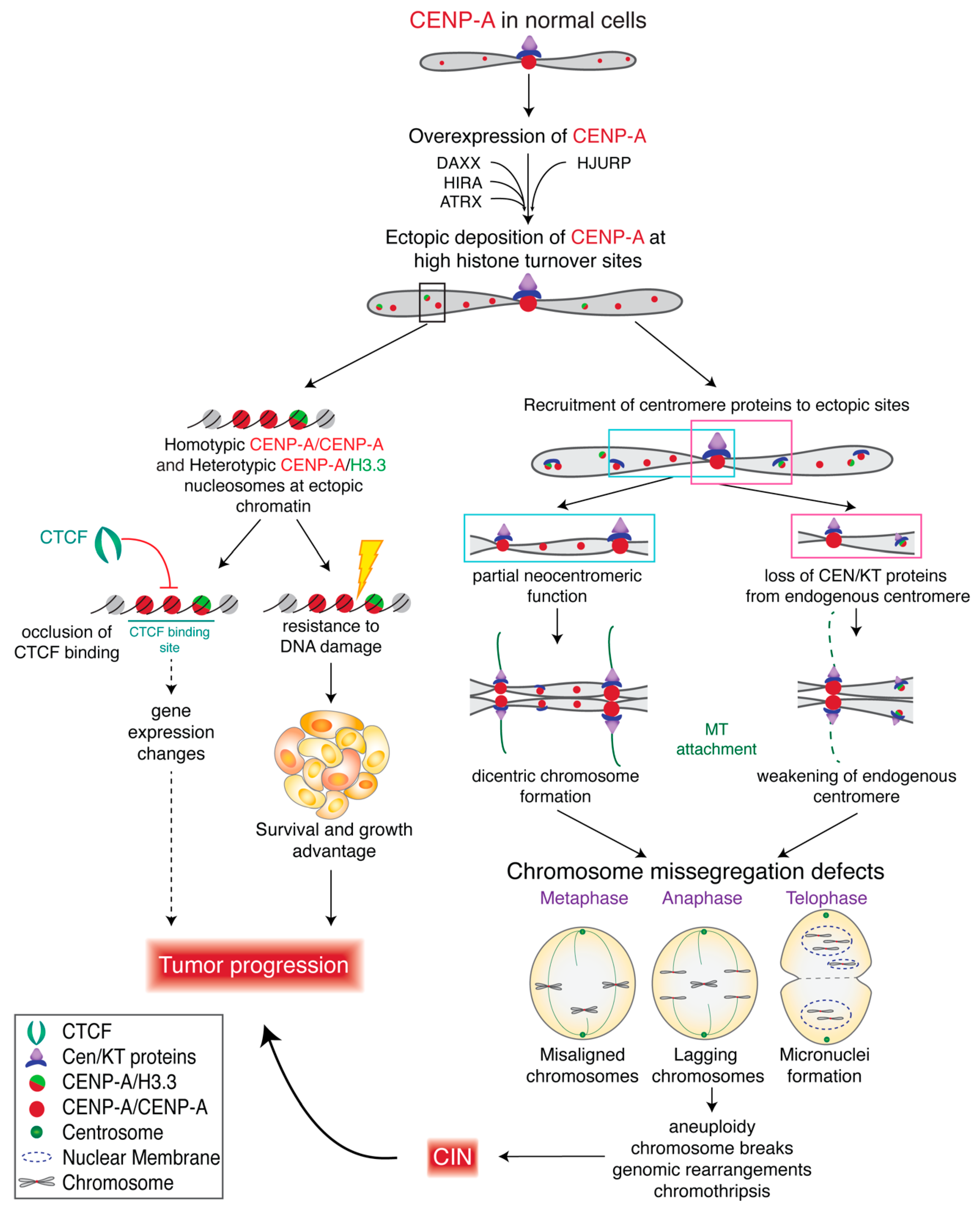 Genes | Free Full-Text | Guarding the Genome: CENP-A-Chromatin in ...
