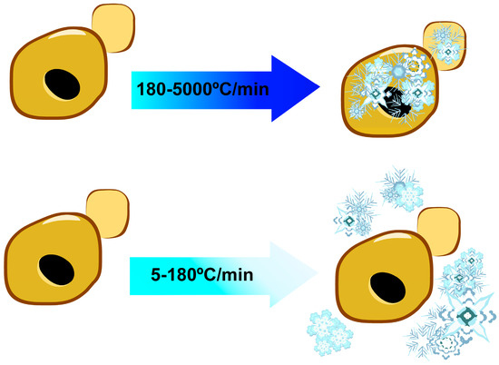 Cryopreservation and the Freeze–Thaw Stress Response in Yeast