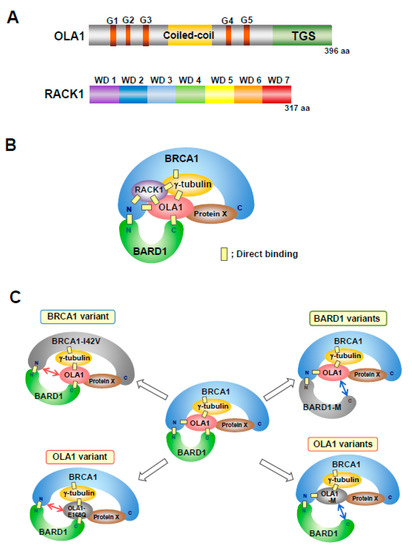 The Function of BARD1 in Centrosome Regulation in Cooperation with ...