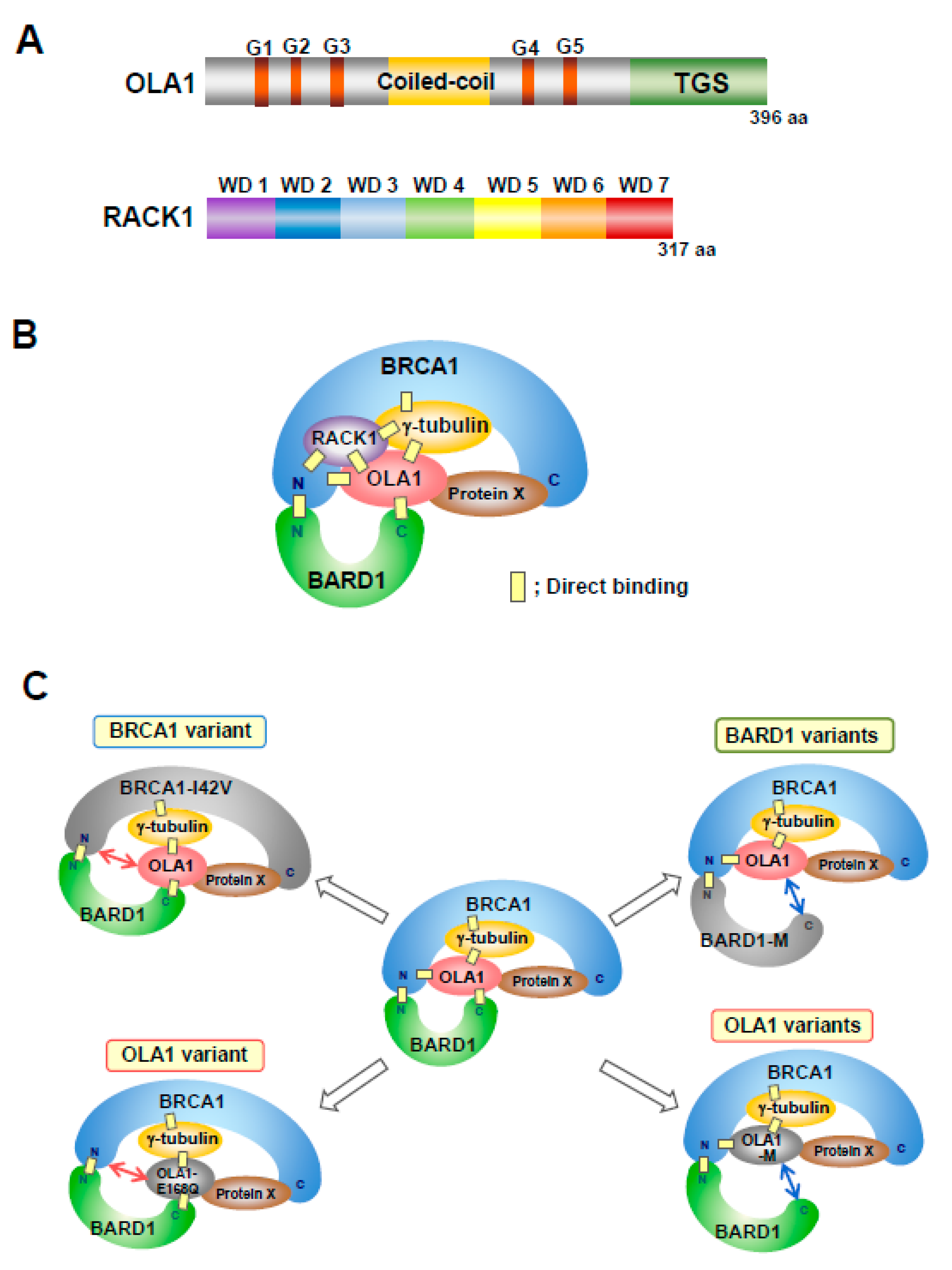 The Function of BARD1 in Centrosome Regulation in Cooperation with ...