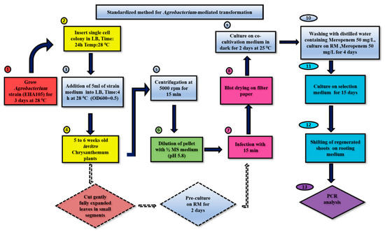 Genes | Free Full-Text | Standardized Genetic Transformation Protocol ...