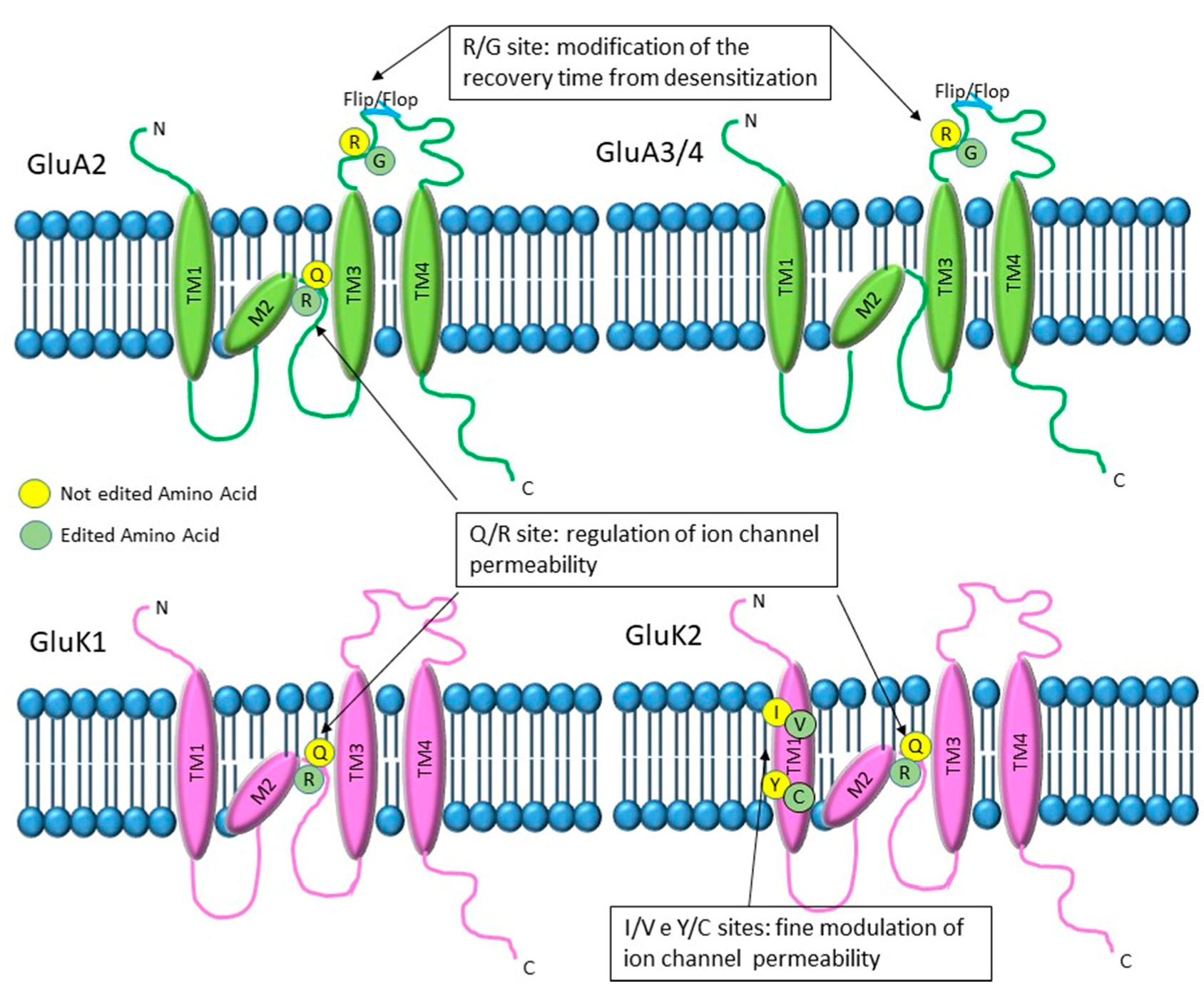 RNA Editing and Modifications in Mood Disorders