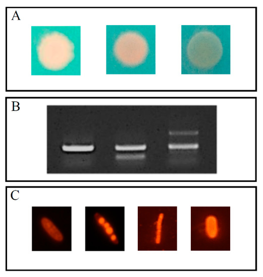 Biodiversity and Habitats of Polar Region Polyhydroxyalkanoic Acid ...