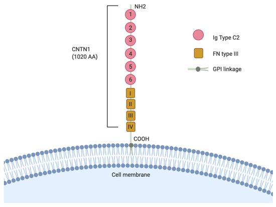 Contactin 1: An Important and Emerging Oncogenic Protein Promoting ...