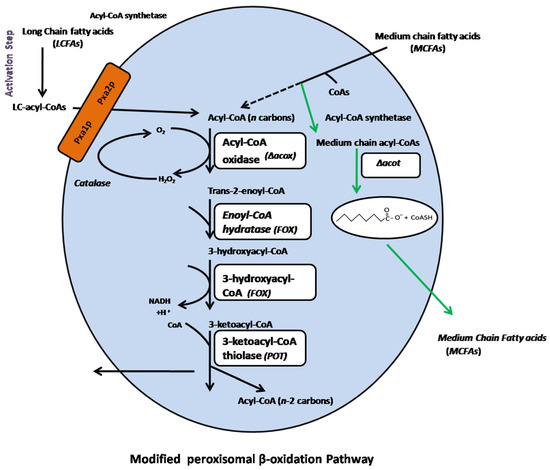 Increased Accumulation of Medium-Chain Fatty Acids by Dynamic ...