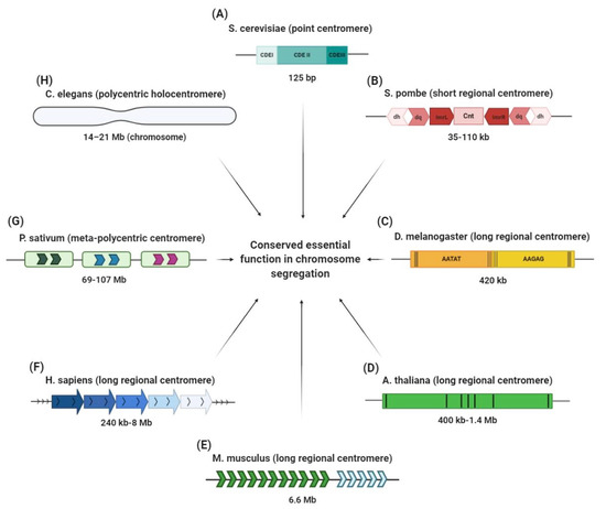 Centromeres under Pressure: Evolutionary Innovation in Conflict with ...