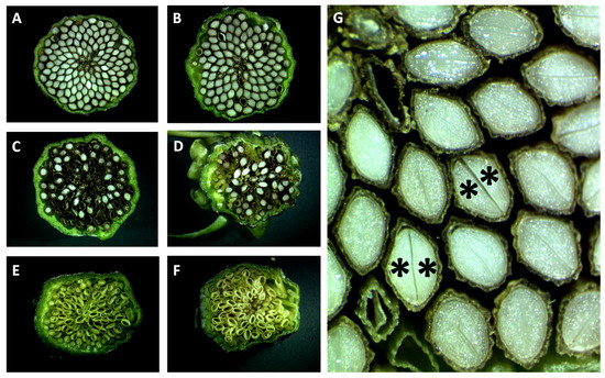 Genetic Dissection of Apomixis in Dandelions Identifies a Dominant ...