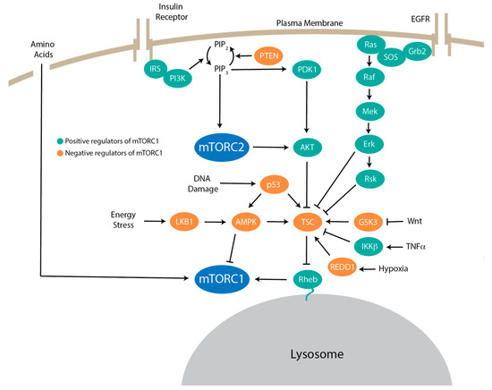 Regulation of mTORC1 by Upstream Stimuli