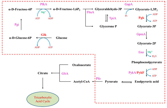 Escherichia coli Increases its ATP Concentration in Weakly Acidic ...