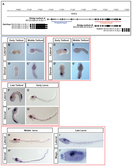 Rimbp, a New Marker for the Nervous System of the Tunicate Ciona robusta
