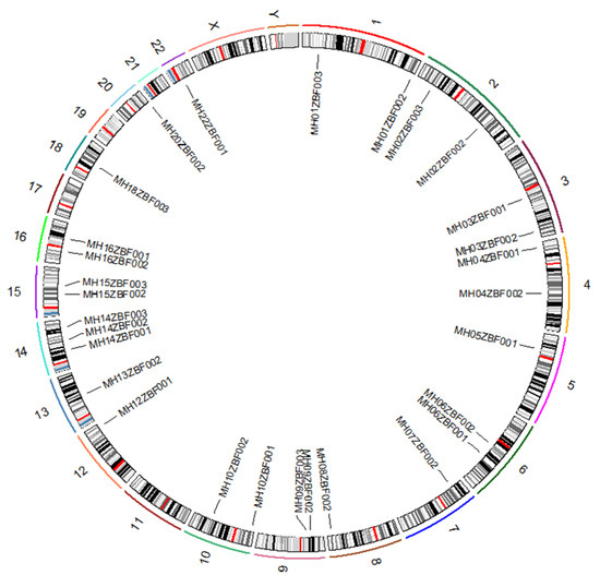 A Highly Polymorphic Panel Consisting of Microhaplotypes and Compound ...