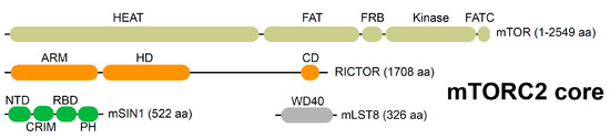 Regulation of mTORC2 Signaling