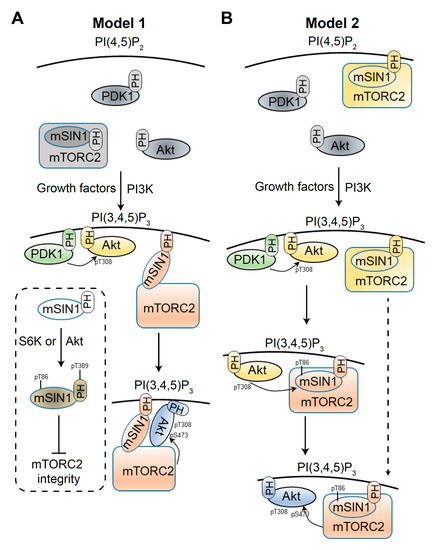 Regulation of mTORC2 Signaling