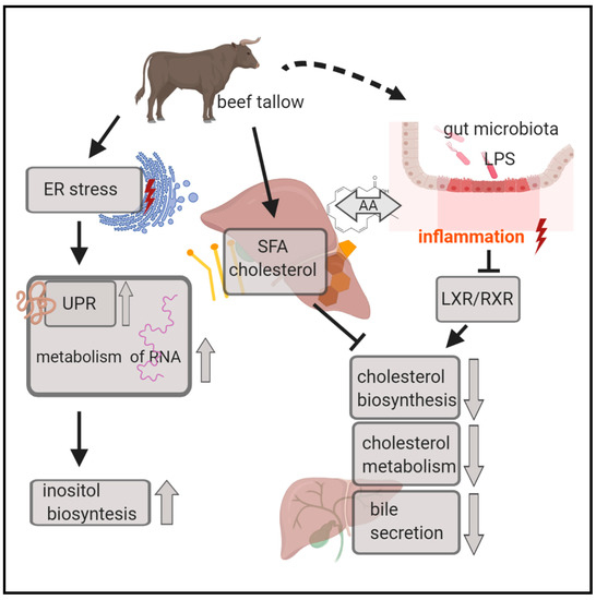 Genes | Special Issue : Pig Genomics and Genetics