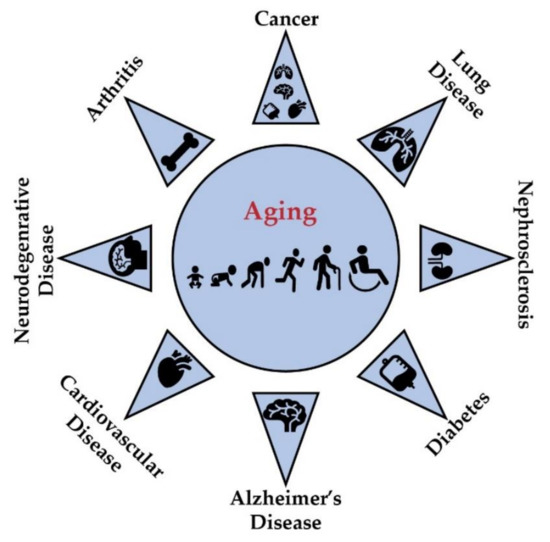The Epigenetic Link between Polyphenols, Aging and Age-Related Diseases