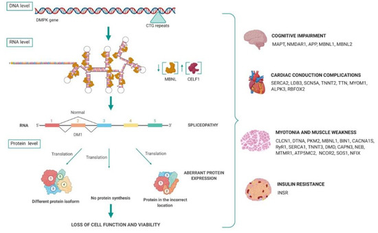 An Overview of Alternative Splicing Defects Implicated in Myotonic ...