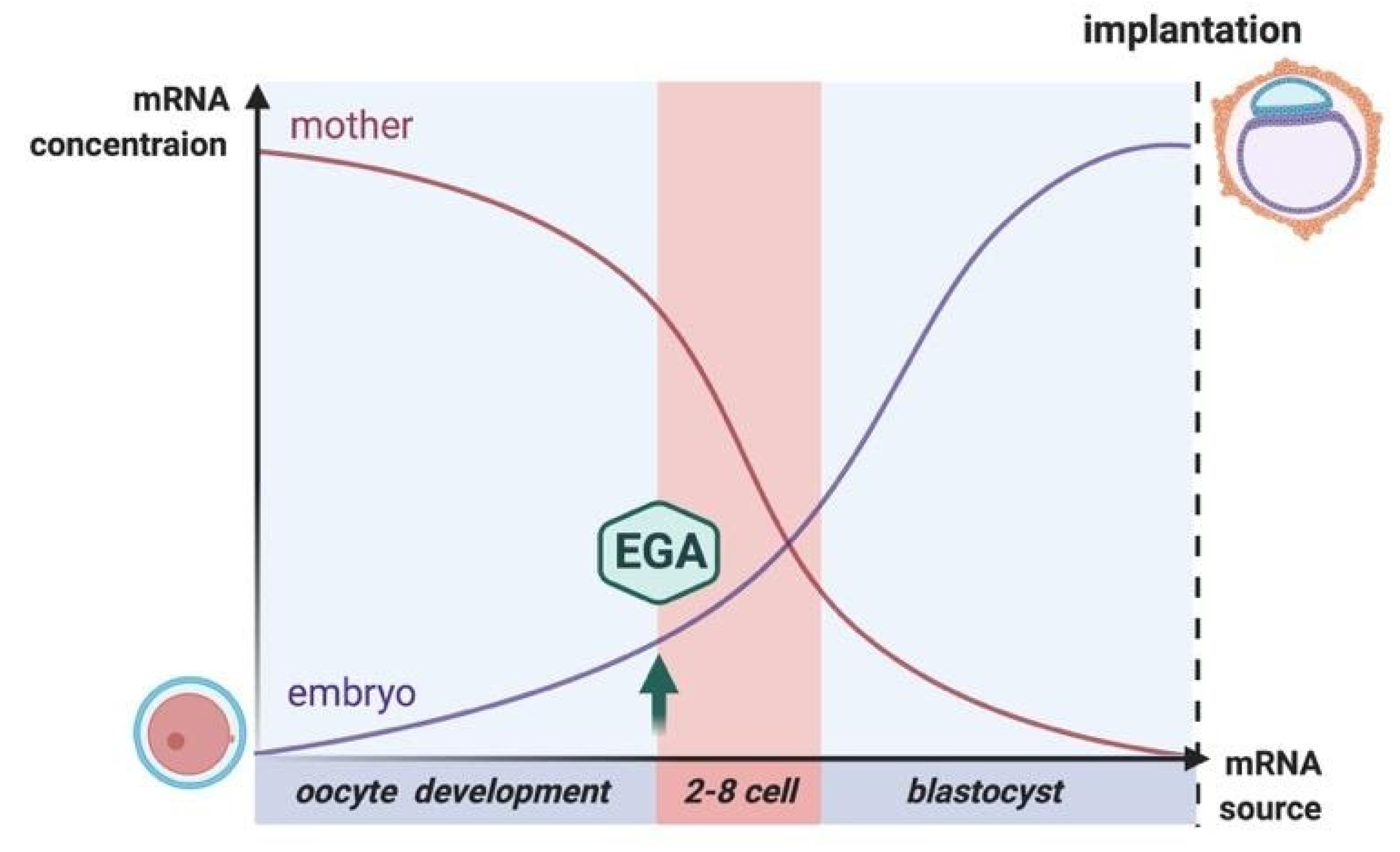 Genes Free Full Text Features Of Dna Repair In The Early Stages Of