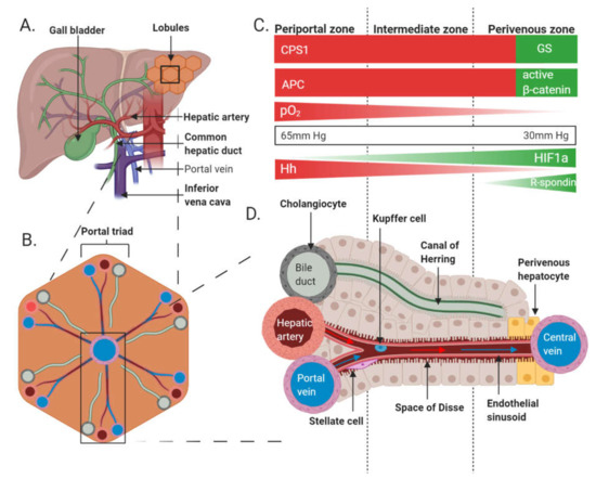 The Canonical Wnt Pathway as a Key Regulator in Liver Development ...