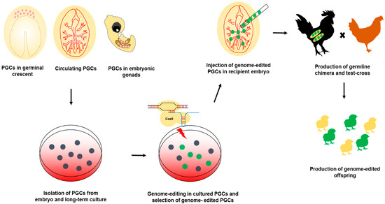 Precise Genome Editing in Poultry and Its Application to Industries