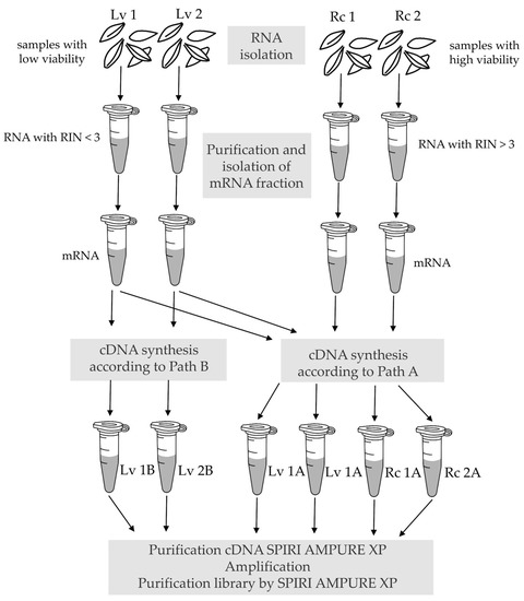 Cdna Library Protocol