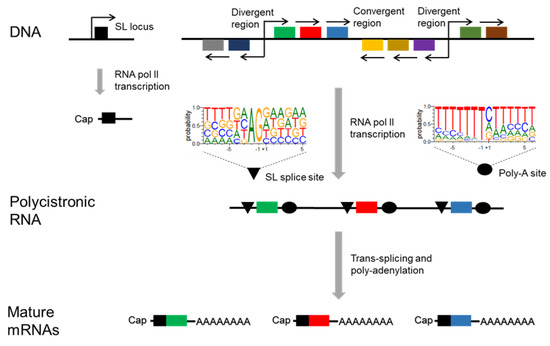 Trypanosoma Cruzi Genome: Organization, Multi-Gene Families ...