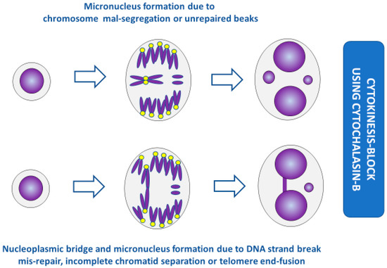 Cytokinesis-Block Micronucleus Cytome Assay Evolution into a More ...