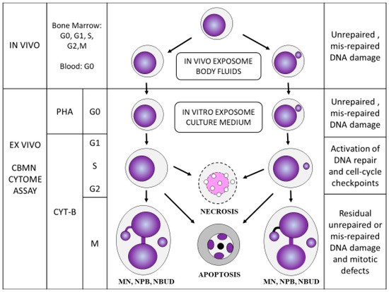 Cytokinesis-Block Micronucleus Cytome Assay Evolution into a More ...