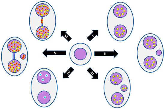 Cytokinesis-Block Micronucleus Cytome Assay Evolution into a More ...