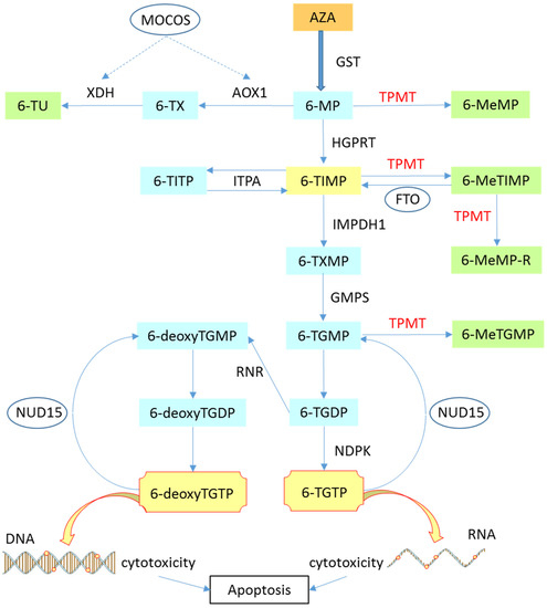 Genes | Free Full-Text | Thiopurine Drugs in the Treatment of ...