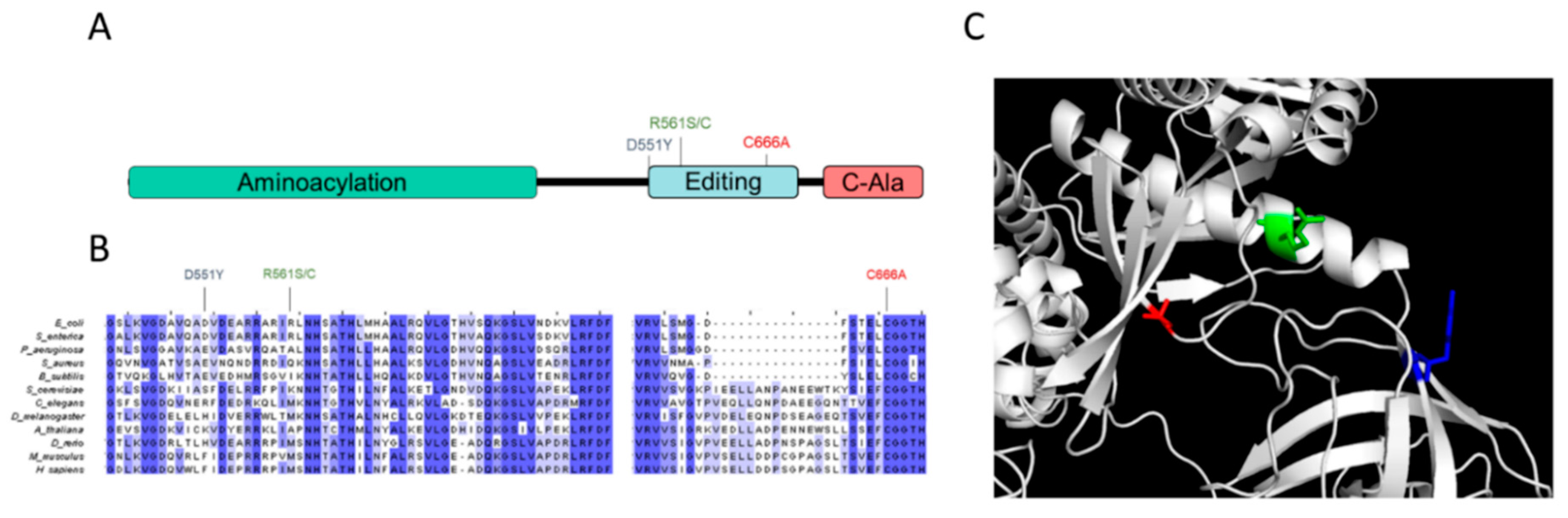 Fine-Tuning of Alanyl-tRNA Synthetase Quality Control Alleviates Global ...