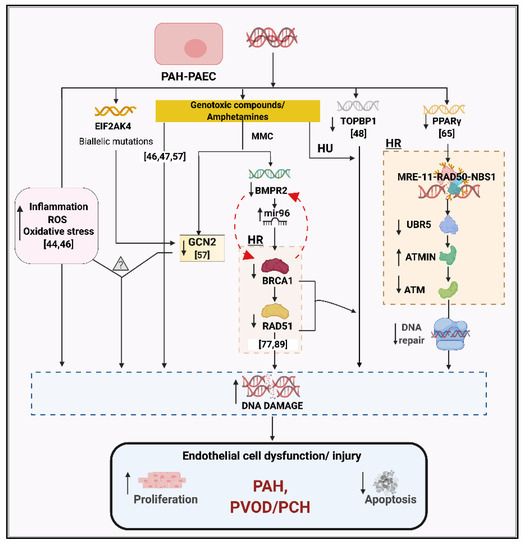 DNA Damage and Repair in Pulmonary Arterial Hypertension