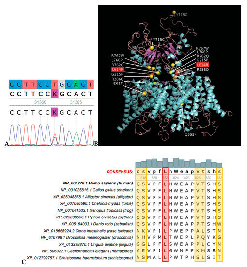 Identification and Characterization of a Novel CLCN7 Variant Associated ...