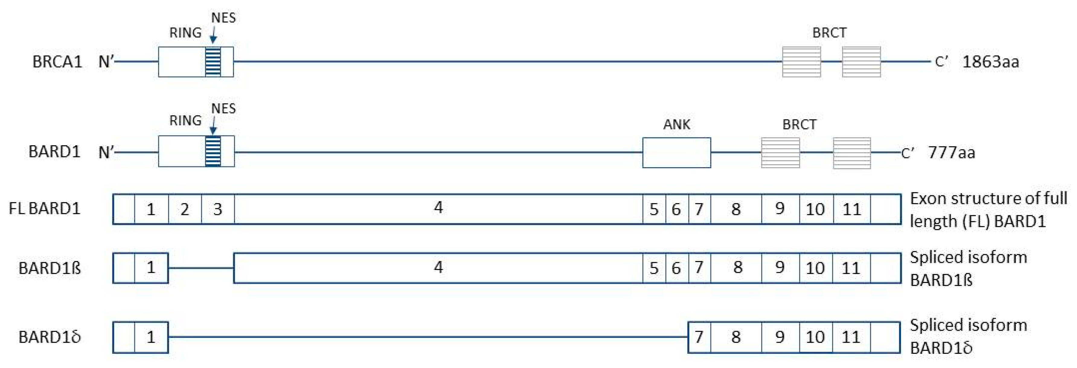 BARD1 and Breast Cancer: The Possibility of Creating Screening Tests ...
